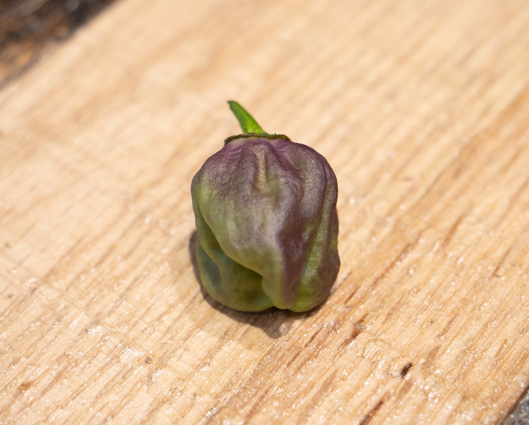 7 Pot Merlot Pepper Seeds – The Pepper Pantry