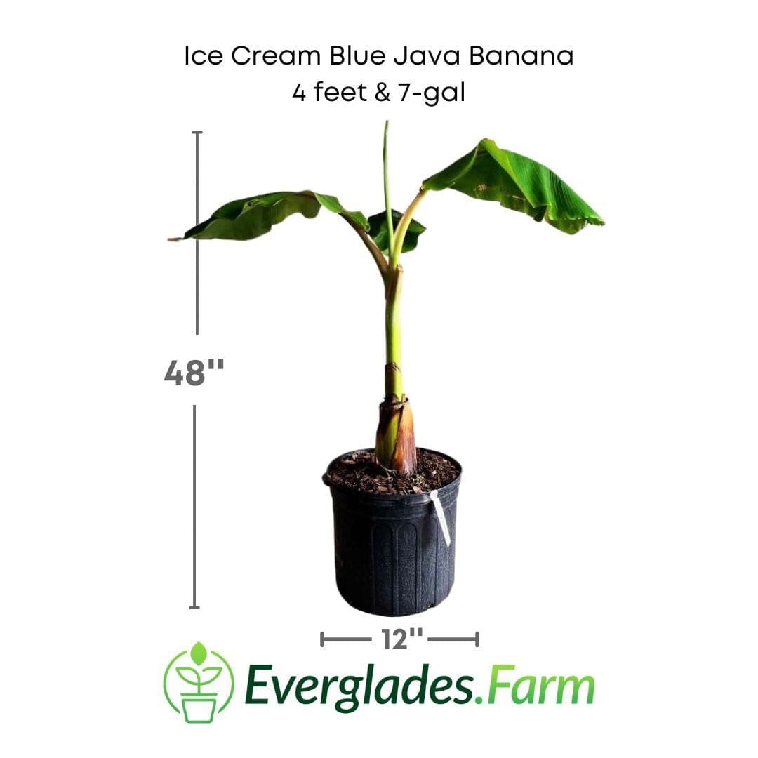 Ice Cream Blue Java Banana Plant – The Pepper Pantry