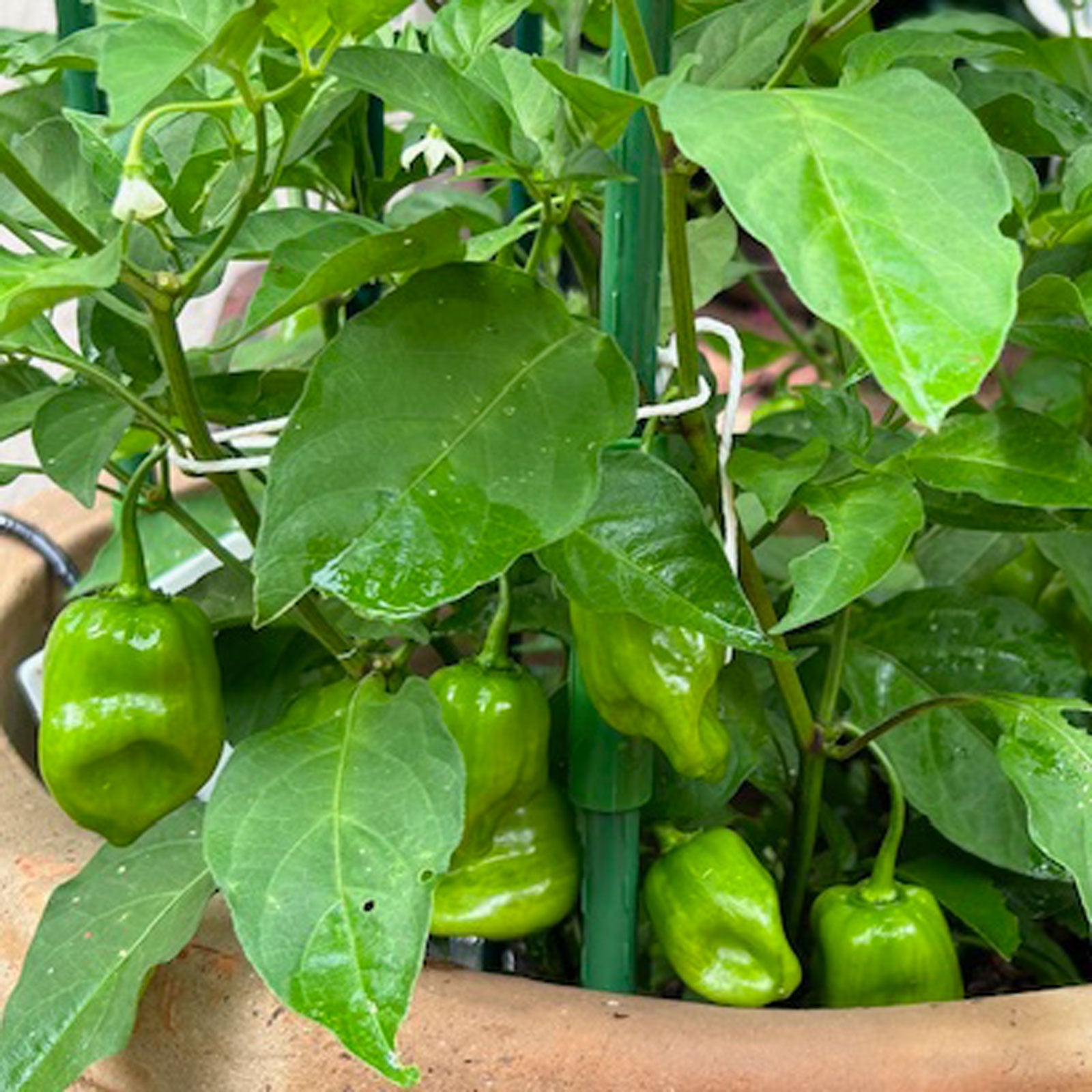 Burning Bush F1 Pepper Seeds – The Pepper Pantry