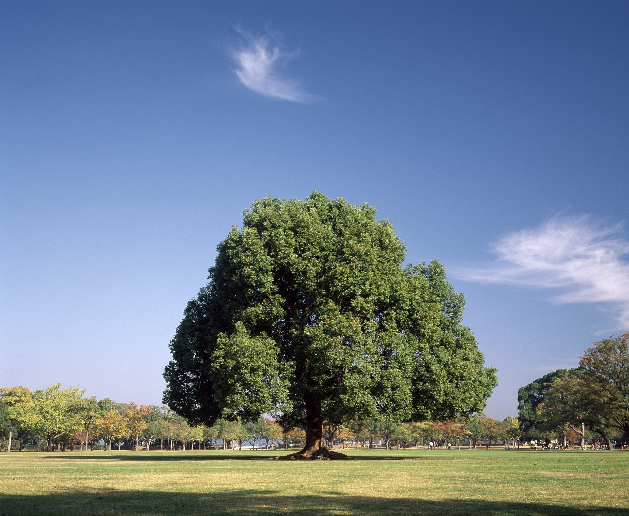 5 CAMPHOR TREE Laurel Cinnamomum Camphora Camphorwood White Flower Bla ...