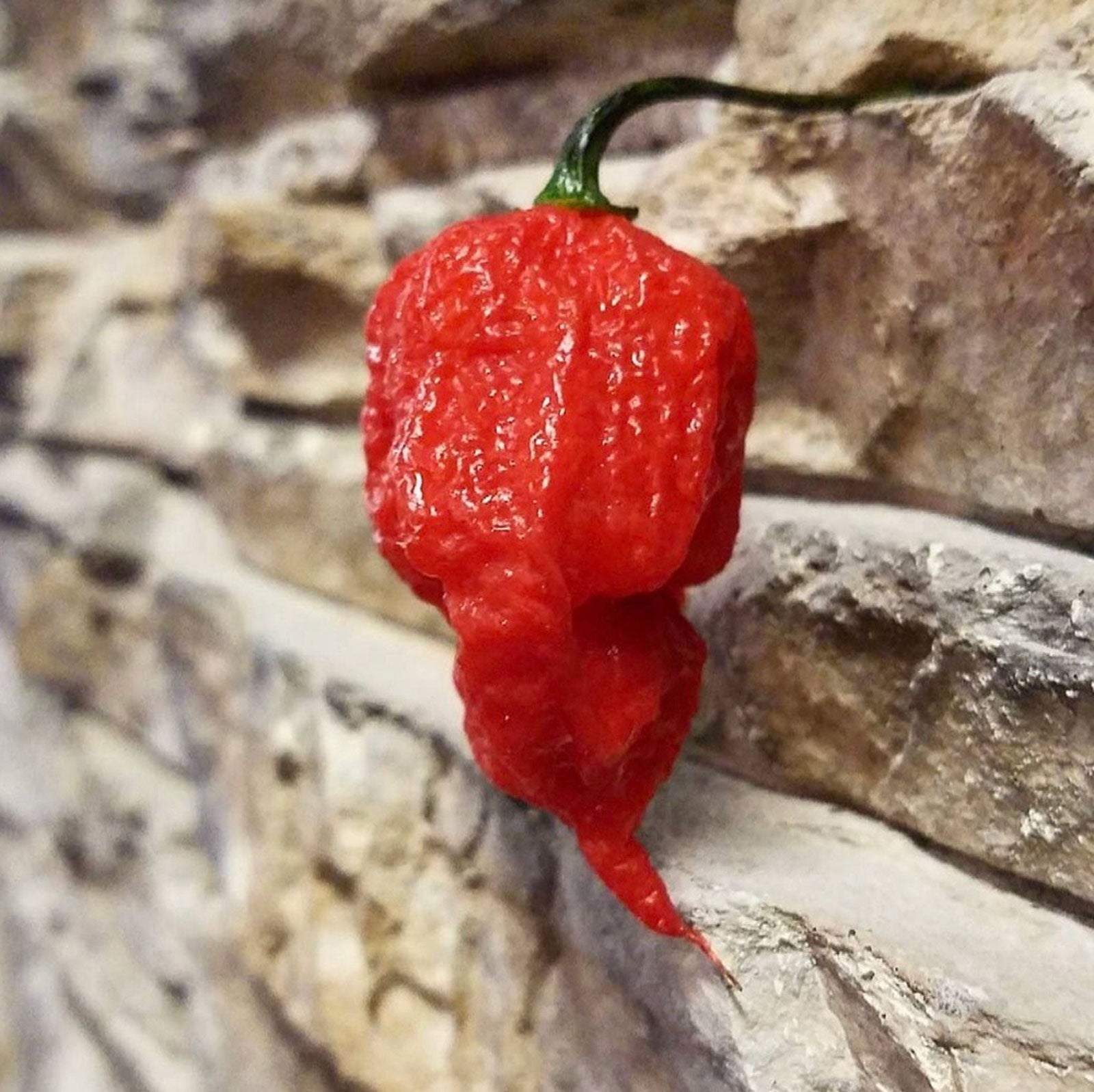 Skunk Red Pepper Seeds – The Pepper Pantry
